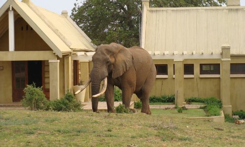 Gorah Elephant Camp | Safaris in South Africa